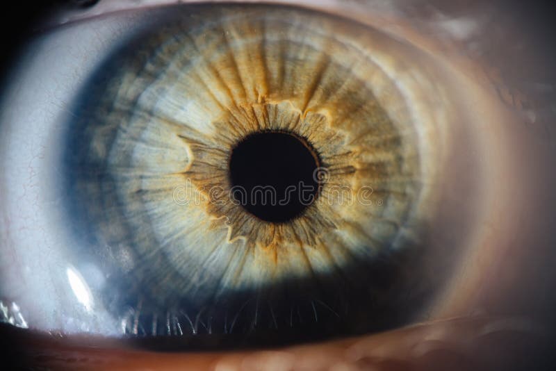 The Human Eye with a Gradient Overflow of Colors from Light Brown To ...