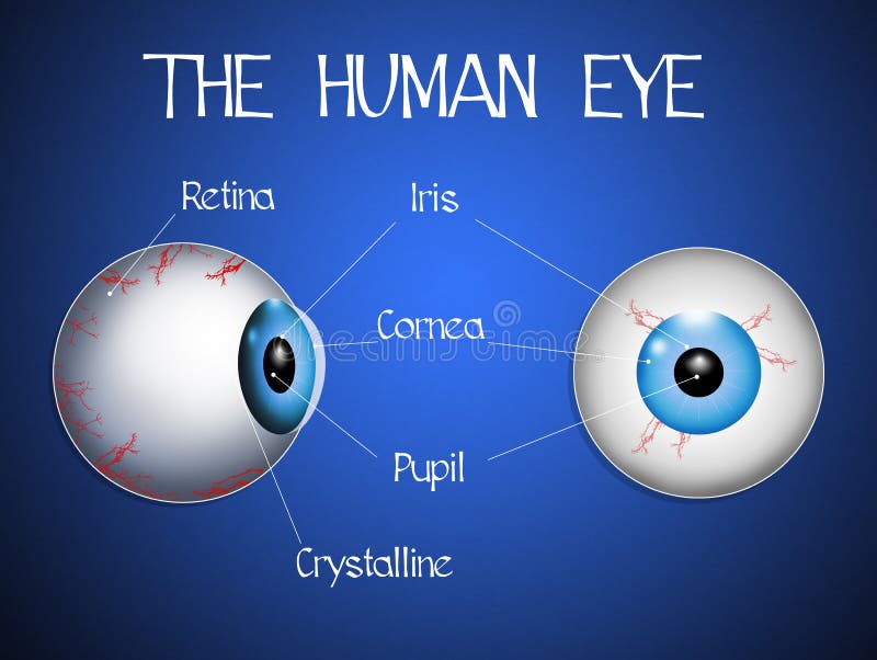 The human eye stock illustration. Illustration of science - 52080611