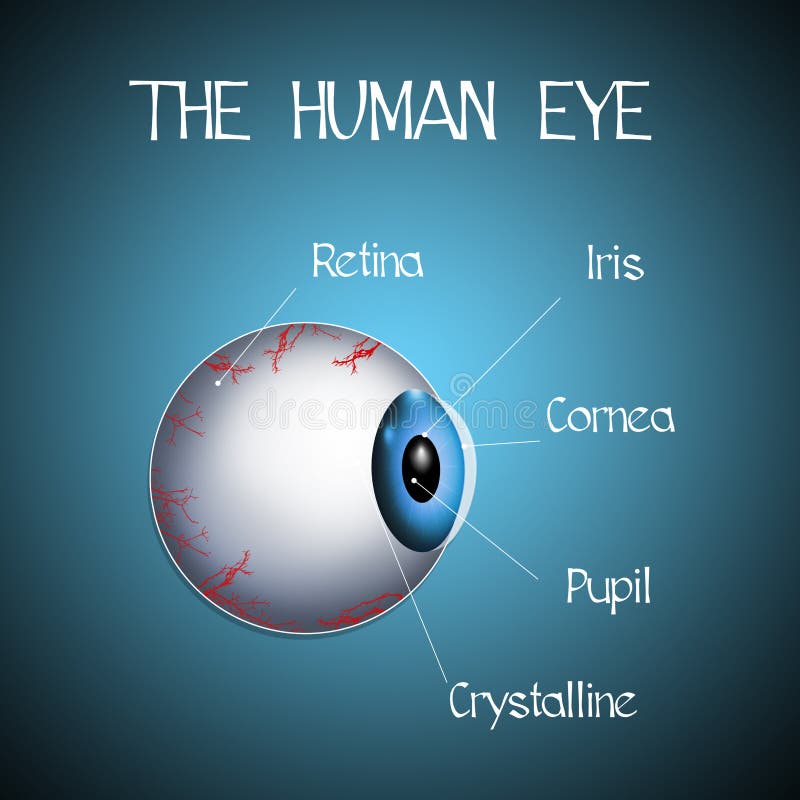 The human eye stock illustration. Illustration of diagram - 52080634