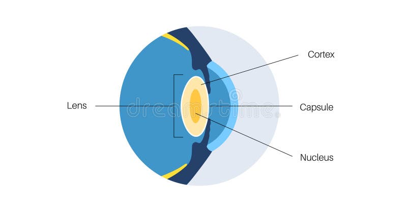 Human eye lens stock vector. Illustration of medical - 327982596