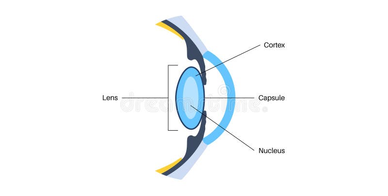 Human eye lens stock vector. Illustration of vitreous - 330308587