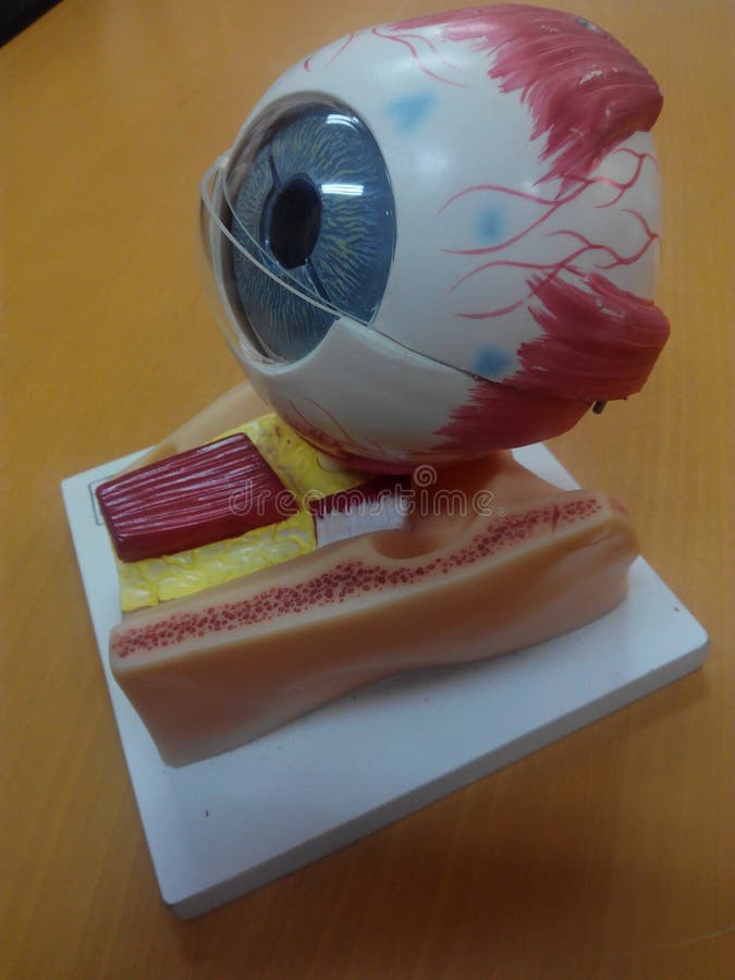 Human Eye Model for Education Stock Image - Image of human, closeup ...