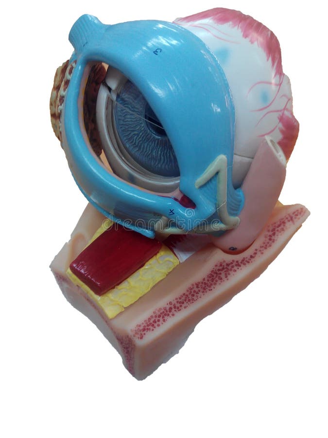 Human Eye Model for Education Stock Image - Image of human, closeup ...