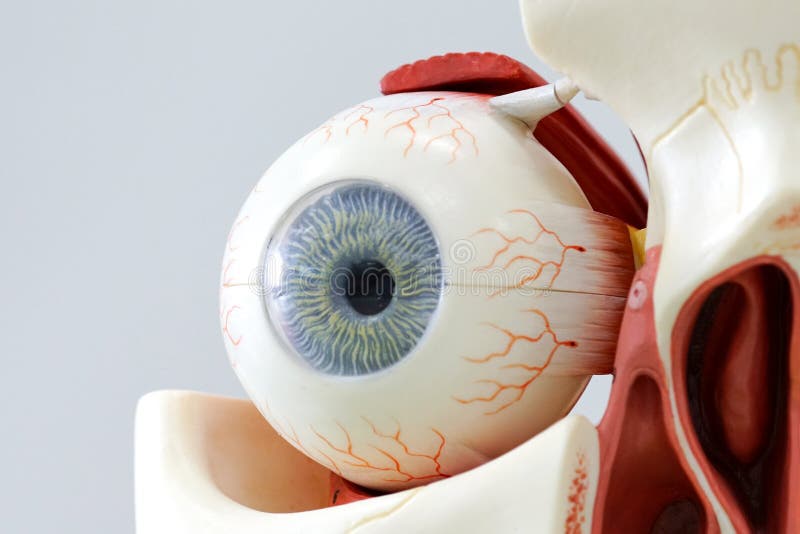 Human eye model stock image. Image of anatomy, ophthalmic - 97323481