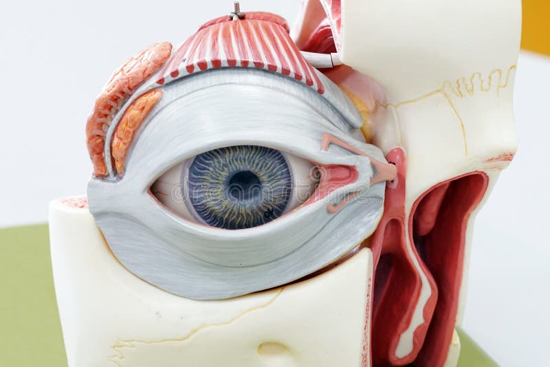 Human eye model stock photo. Image of organ, iris, anatomy - 97323536