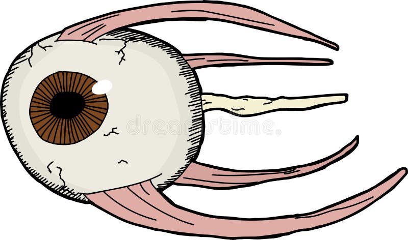Human Eye Model stock vector. Illustration of model, medical - 40618756