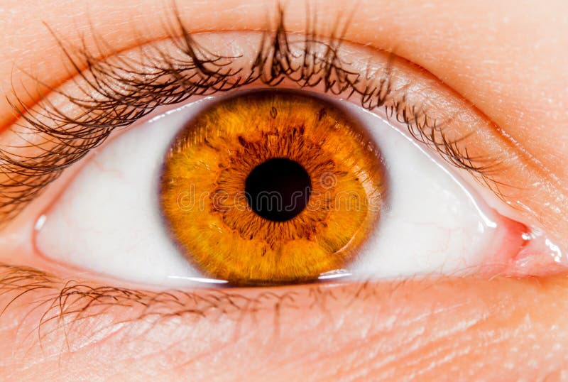 Human eye stock photo. Image of creative, brows, inspiration - 2109618