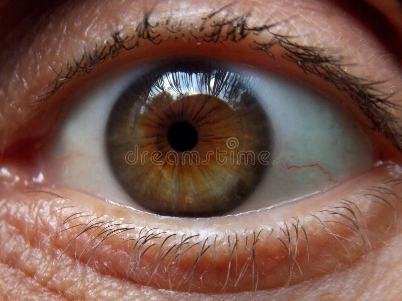 The human eye stock photo. Image of skin, reflection - 120042452