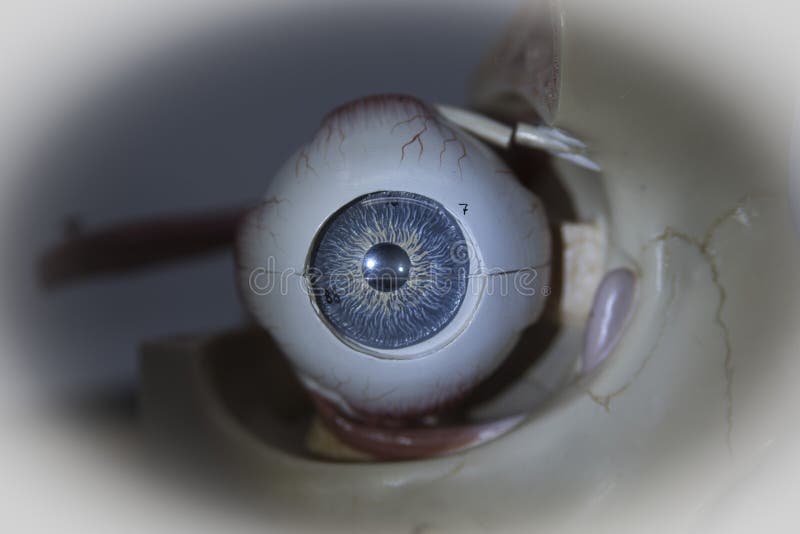 Eye, Organ for Visual Perception Stock Photo - Image of skull, health ...