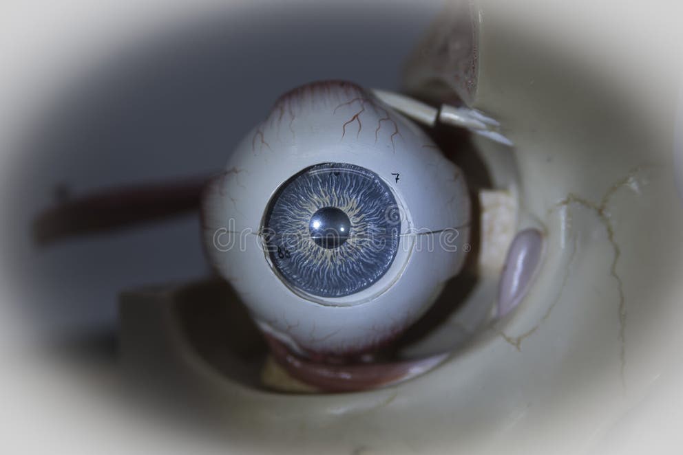 Eye, Organ for Visual Perception Stock Photo - Image of skull, health ...