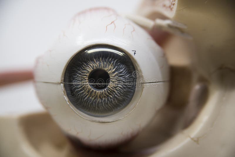 Eye, Organ for Visual Perception Stock Image - Image of optics, organ ...