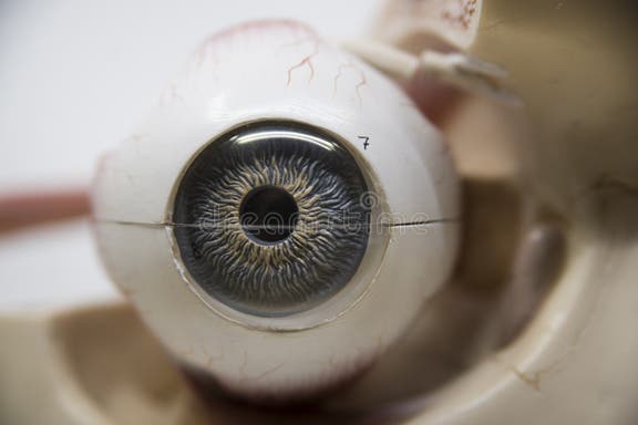 Eye, Organ for Visual Perception Stock Image - Image of optics, organ ...