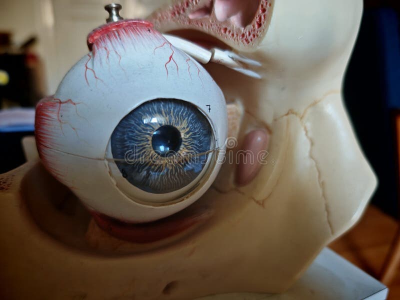 Eye,organ for Visual Perception Stock Image - Image of head, corporeal ...