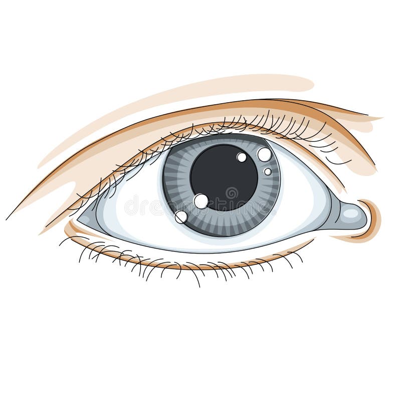 Human Eye Vector Illustration Isolated on White Background. Stock ...