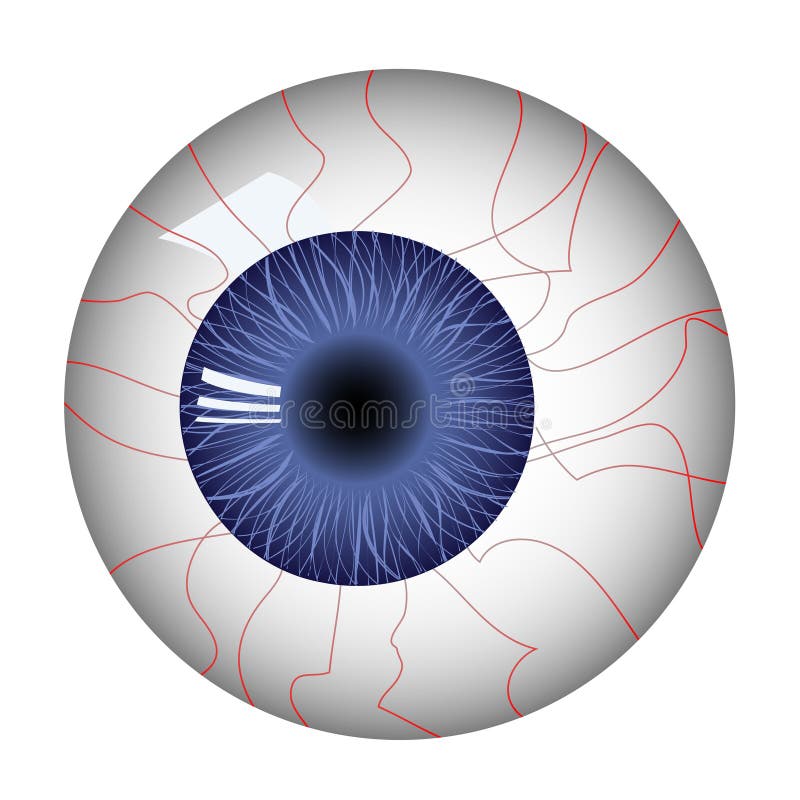 Human eyeball stock vector. Illustration of cornea, sphere - 8251325