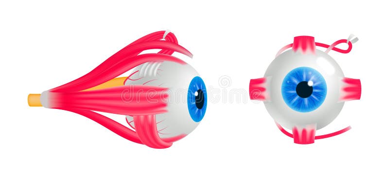Illustration Eyeball Side View Stock Illustrations – 192 Illustration ...