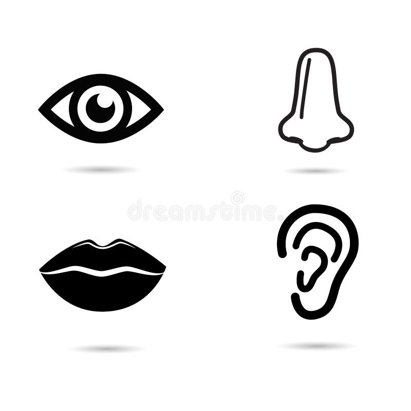 Human Face Elements - Icon Set. Stock Vector - Illustration of anatomy ...