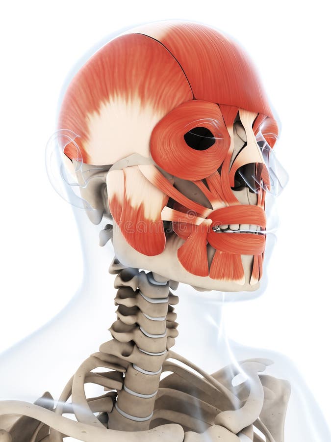 The Human Facial Musculature Stock Illustration - Illustration of ...