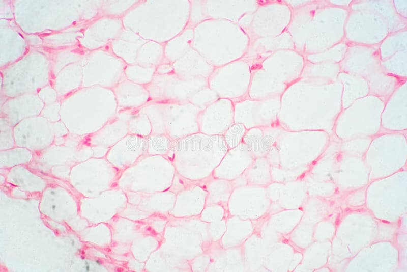 Human Fat Body Tissue Under Microscope View Stock Image - Image of ...