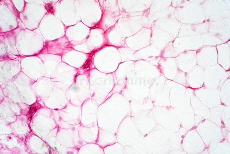 Human Fat Body Tissue Under Microscope View Stock Photo - Image of ...