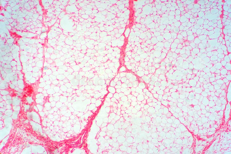 555 Fat Cell Microscope Stock Photos - Free & Royalty-Free Stock Photos ...