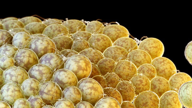 Human fat cells stock illustration. Illustration of anatomy - 158798989