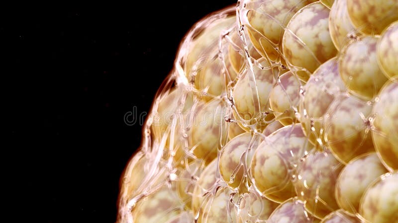Human fat cells stock illustration. Illustration of microbiology ...