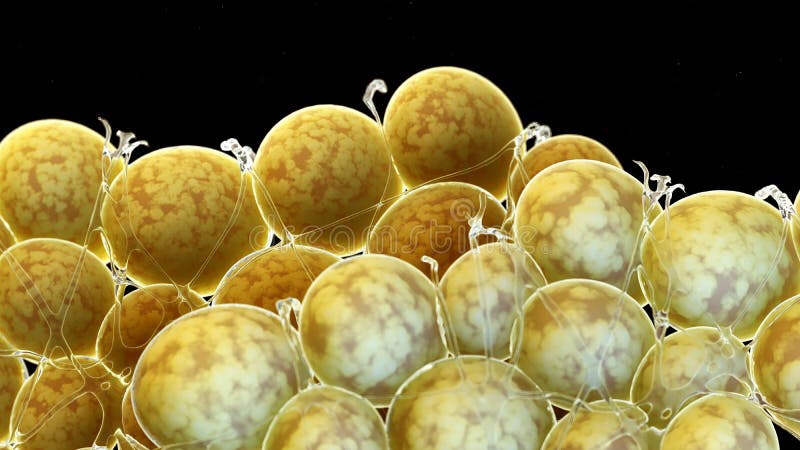 Human fat cells stock illustration. Illustration of tissue - 158799028