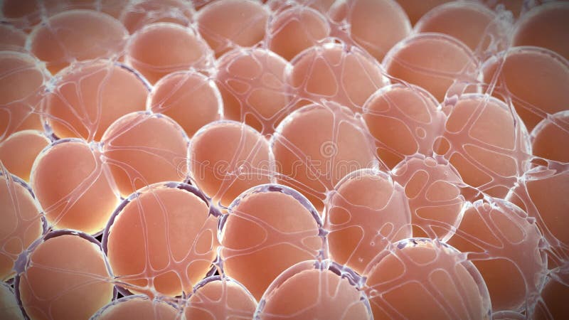 Human fat cells stock video. Video of animation, science - 68296369