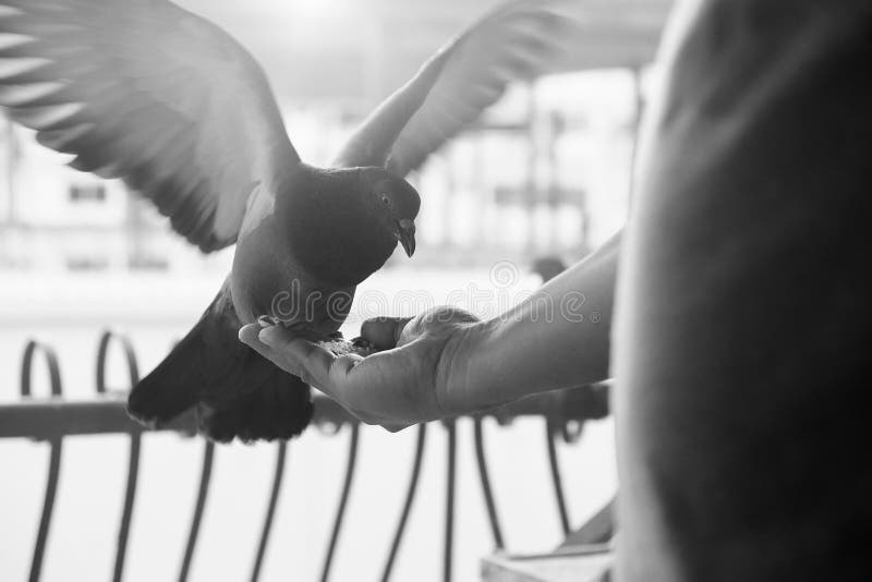 Human feed a bird. stock image. Image of bird, feed, food - 95503331