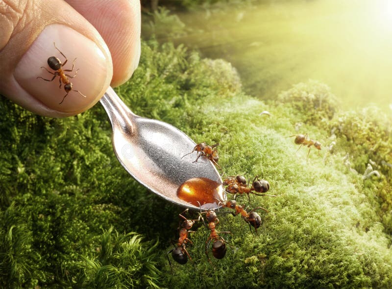 Ants feeding on sap stock photo. Image of entomology - 16898218