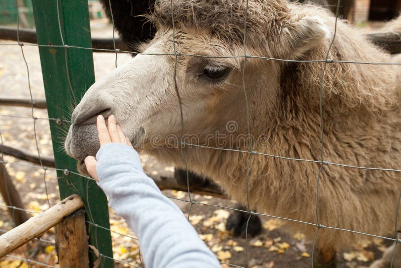 A Human is Feeding a Camel in a Zoo Stock Photo - Image of farm, eating ...