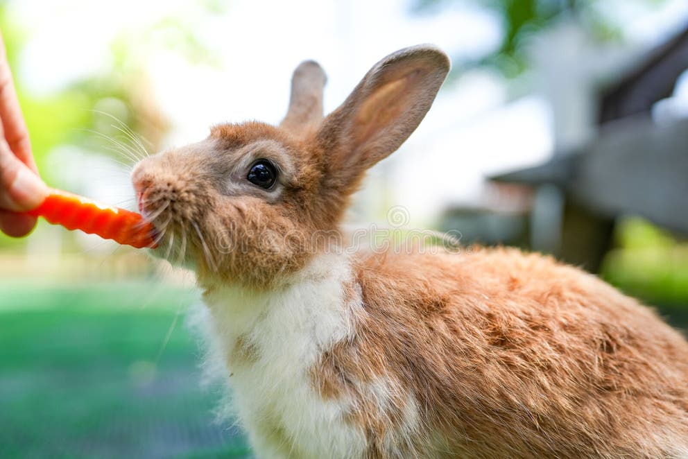 Human Feeding a Fluffy Ginger Bunny Stock Image - Image of animal ...
