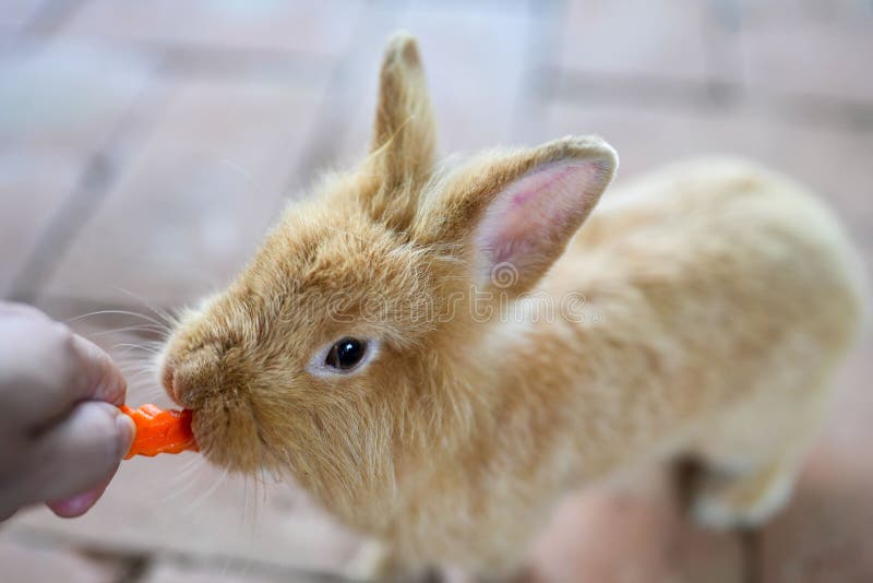Human Feeding a Fluffy Ginger Bunny Stock Image - Image of environment ...