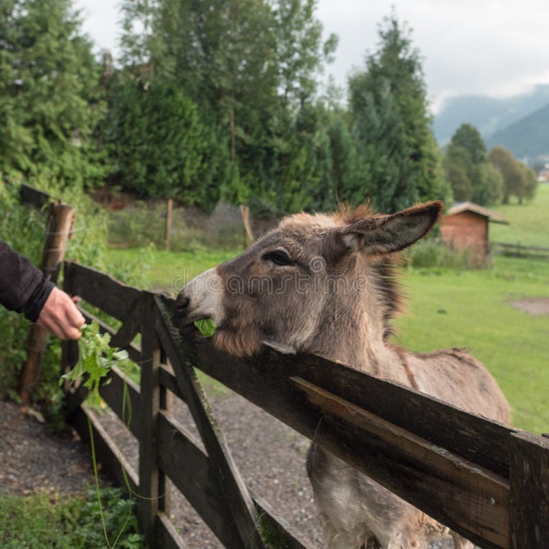 Human Feeding a Happy Donkey Outdoor Stock Image - Image of animal ...
