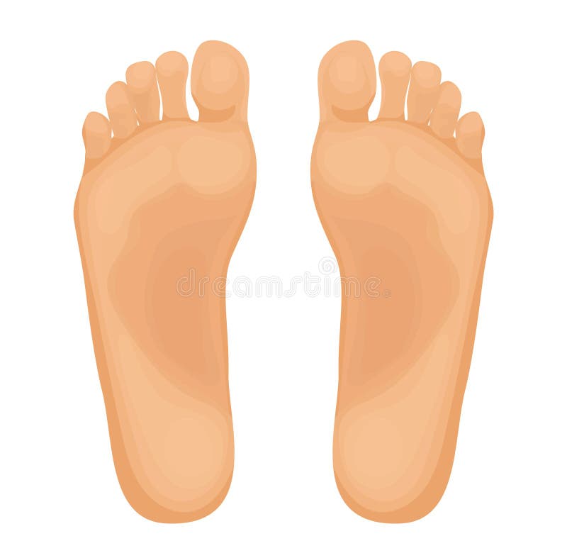 Human Feet Vector Illustration Stock Vector - Illustration of fingers ...