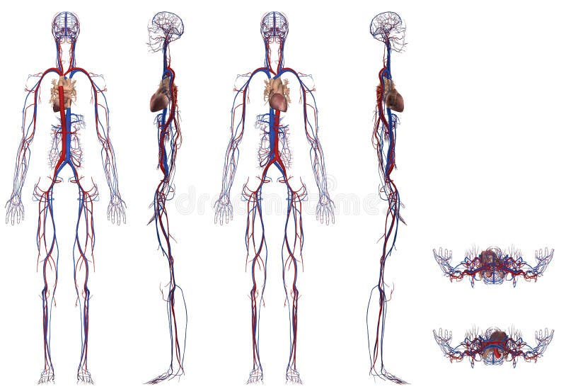 Human Anatomy Female Skeleton Multiple Angles Stock Image ...