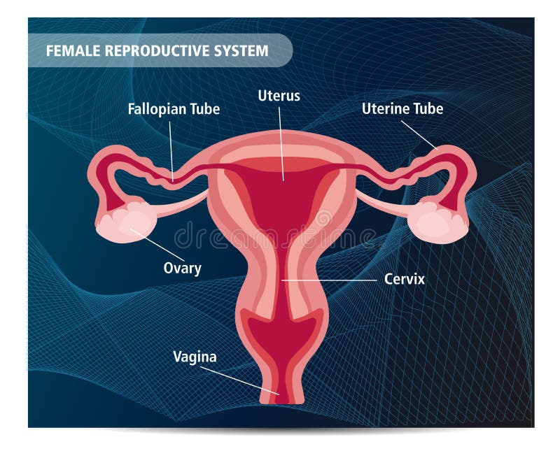 Human Female Reproductive System Vector Illustration Anatomy Stock ...