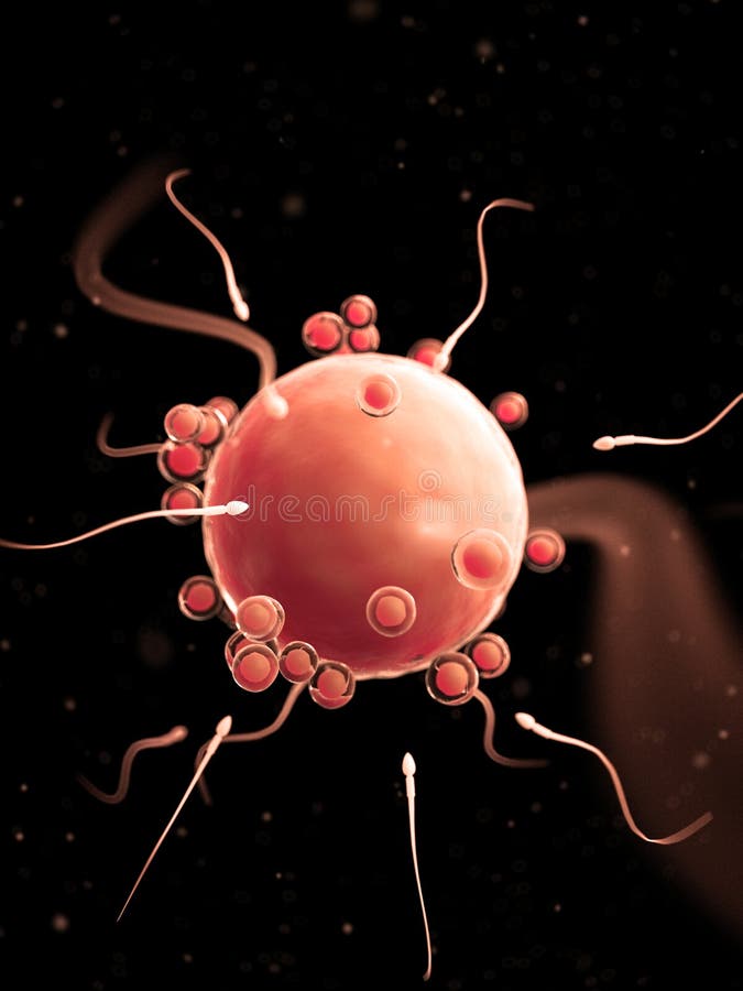 The fertilization stock illustration. Illustration of macro - 58829591