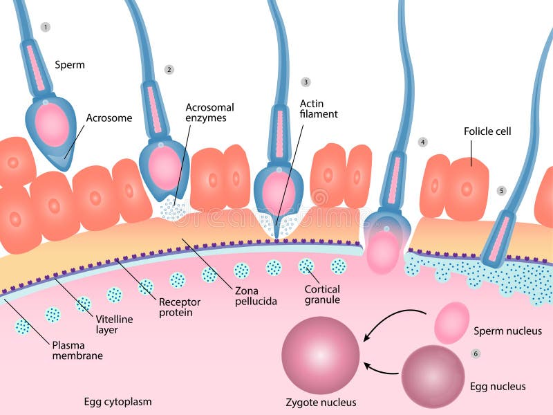 Human Fertilization Process of Sperm and Egg Cell Diagram Stock Vector ...