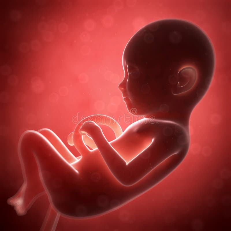 Human fetus stock illustration. Illustration of prenatal - 30722019