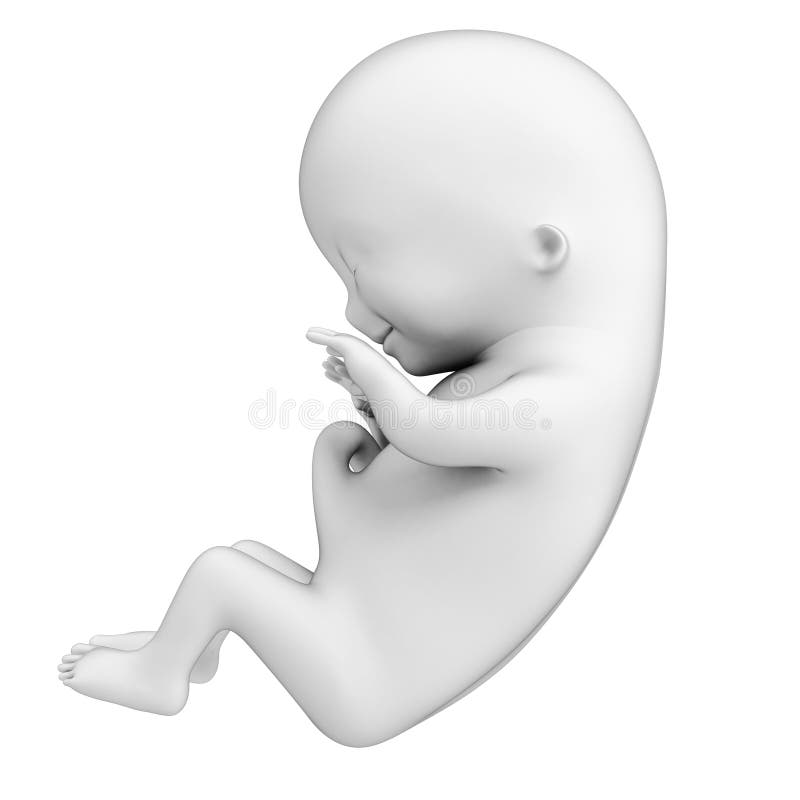 Human fetus stock illustration. Illustration of trimester - 34164431