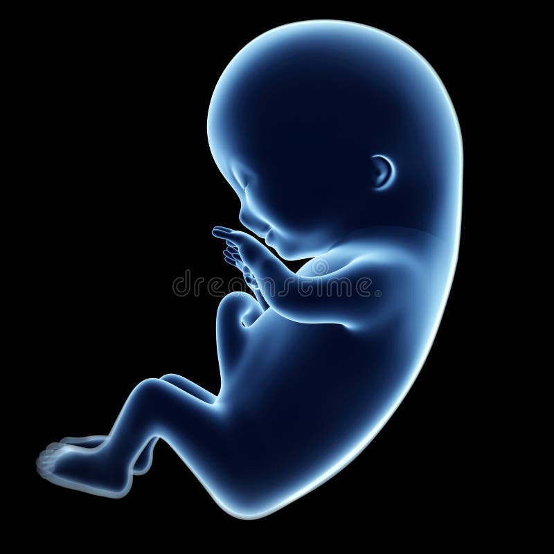 Human fetus stock illustration. Illustration of fetal - 34164487