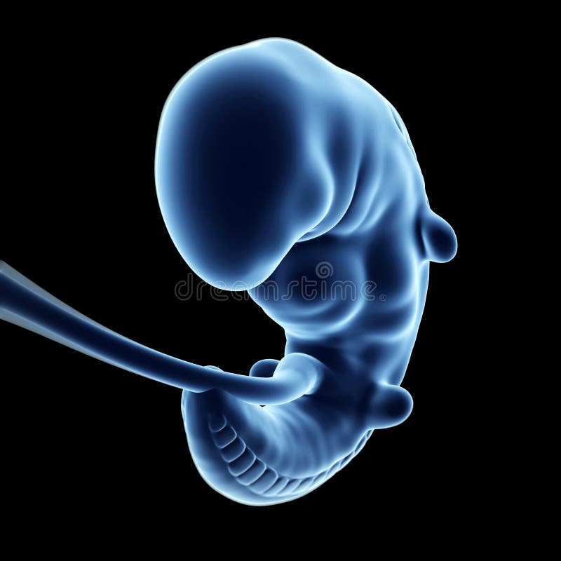 Human fetus stock illustration. Illustration of trimester - 34164490