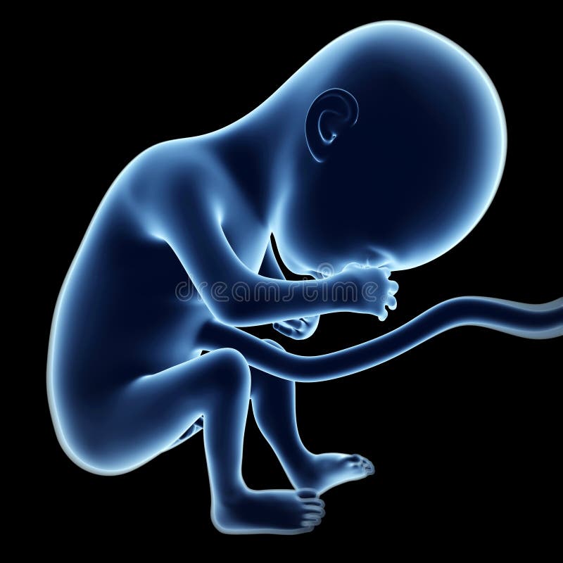 Human fetus stock illustration. Illustration of baby - 34164496