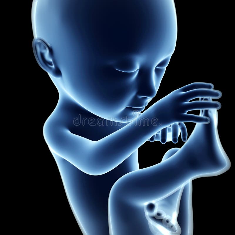 Human fetus stock illustration. Illustration of week - 34164506