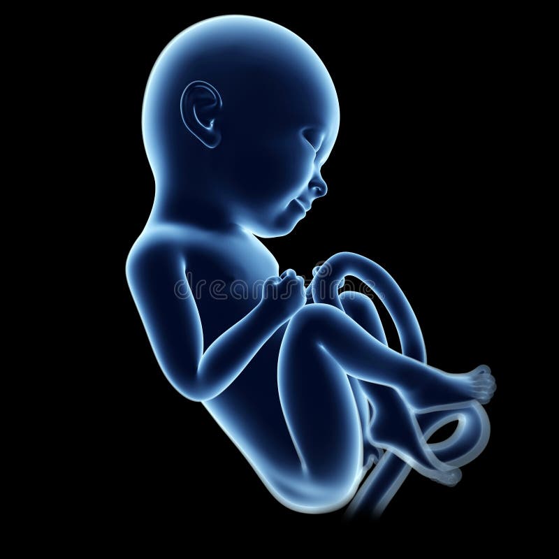Human fetus stock illustration. Illustration of fetal - 34164487
