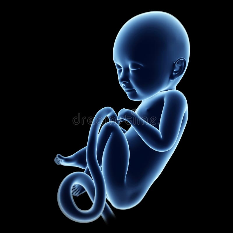 Human fetus stock illustration. Illustration of prenatal - 34164517