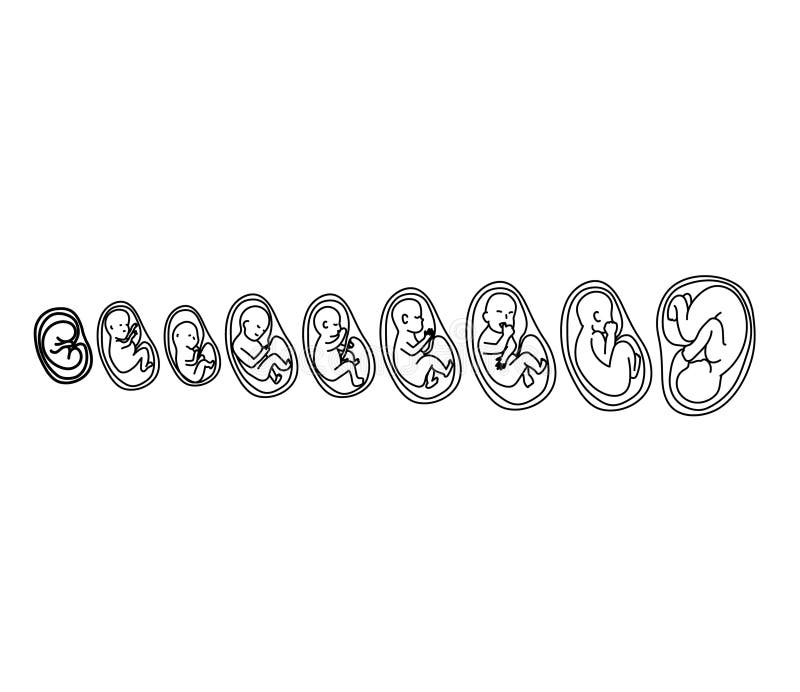 Human Fetus Development Line Art Stock Vector - Illustration of vector ...
