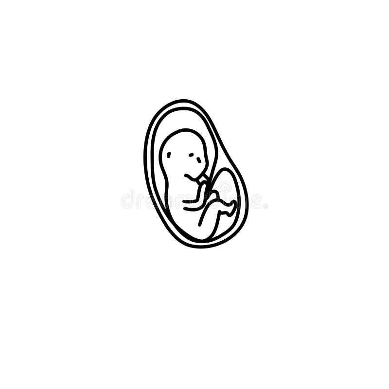 Human Fetus Development Line Art Stock Vector - Illustration of stage ...